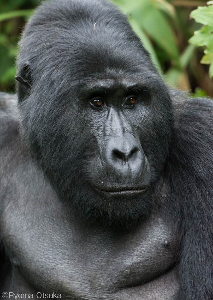 Saving Uganda’s Mountain Gorilla’s Through Coffee – Gorilla Conservation Coffee